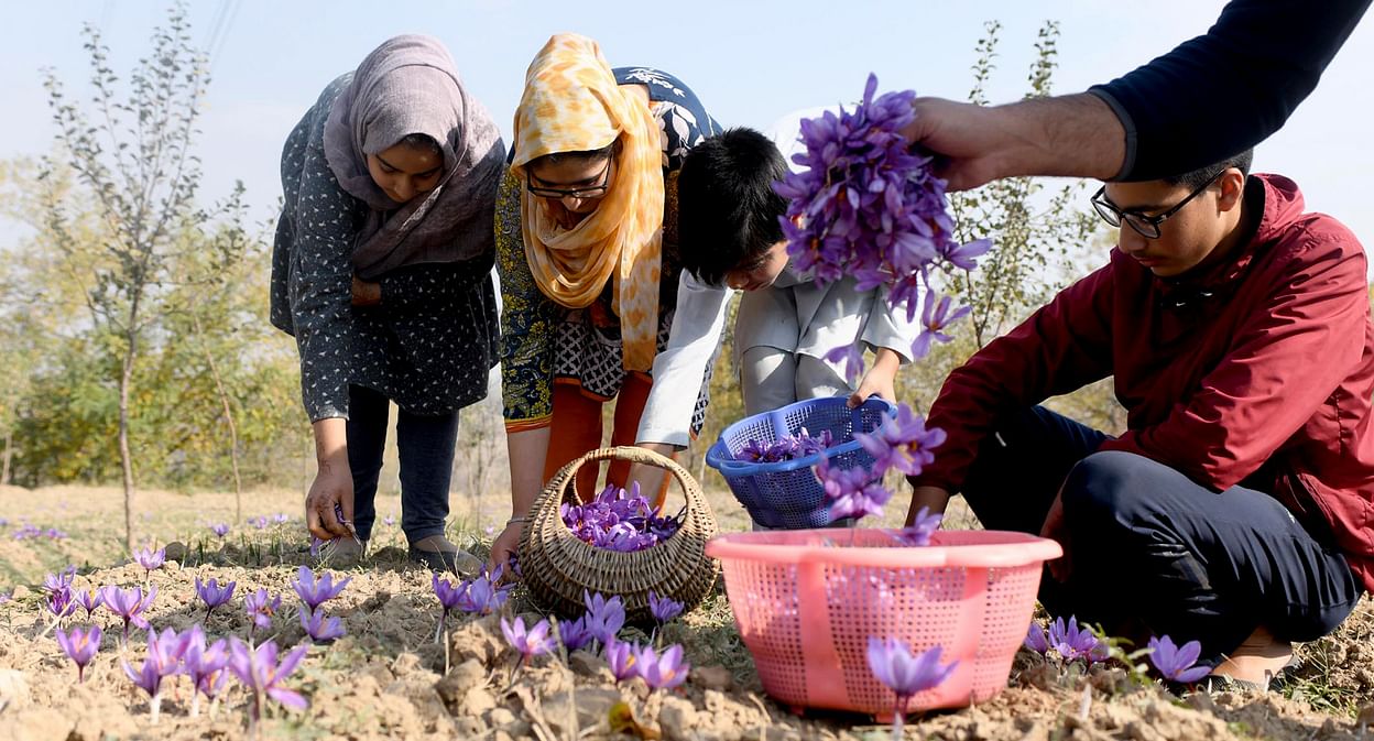 Pulwama is also called Saffron city and beautiful valley - Kashmir Tribes